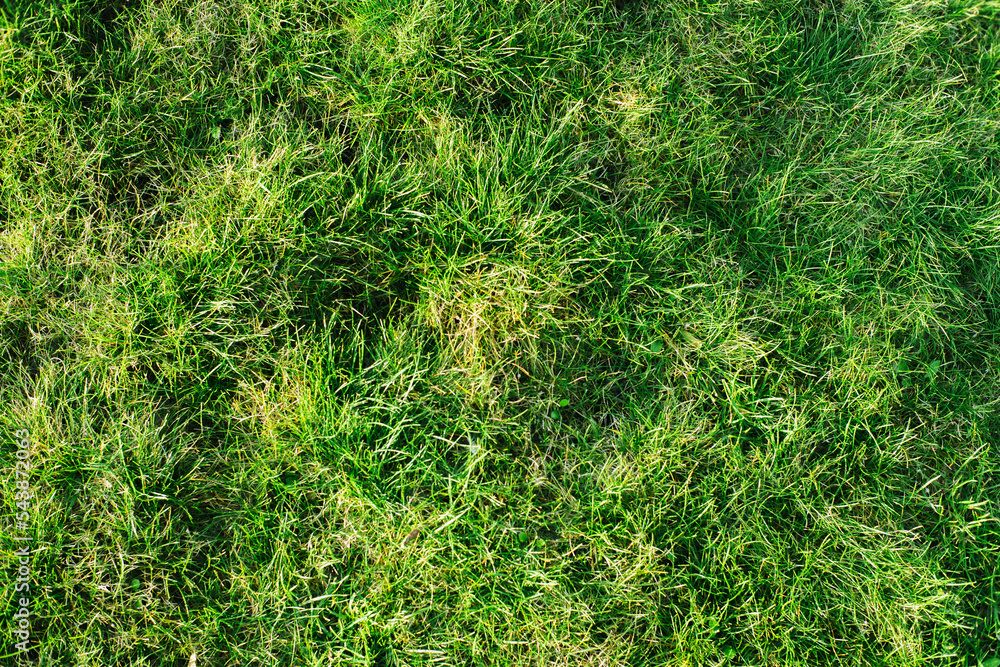 Forest ground texture. Green grass earth environment background. Tree ...
