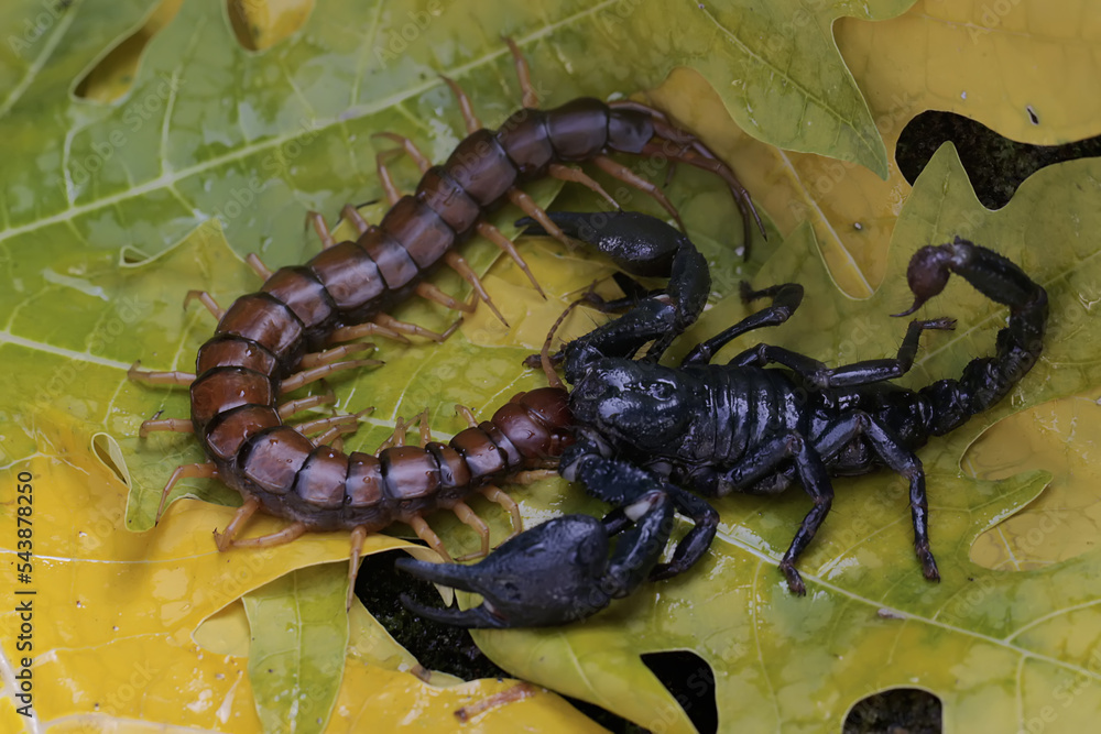 An Asian forest scorpion is ready to prey on a centipede (Scolopendra ...