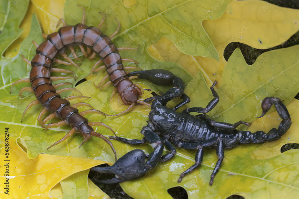 An Asian forest scorpion is ready to prey on a centipede (Scolopendra ...