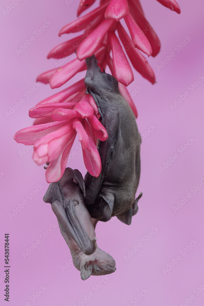 A mother short nosed fruit bat is resting while holding her young in a ...