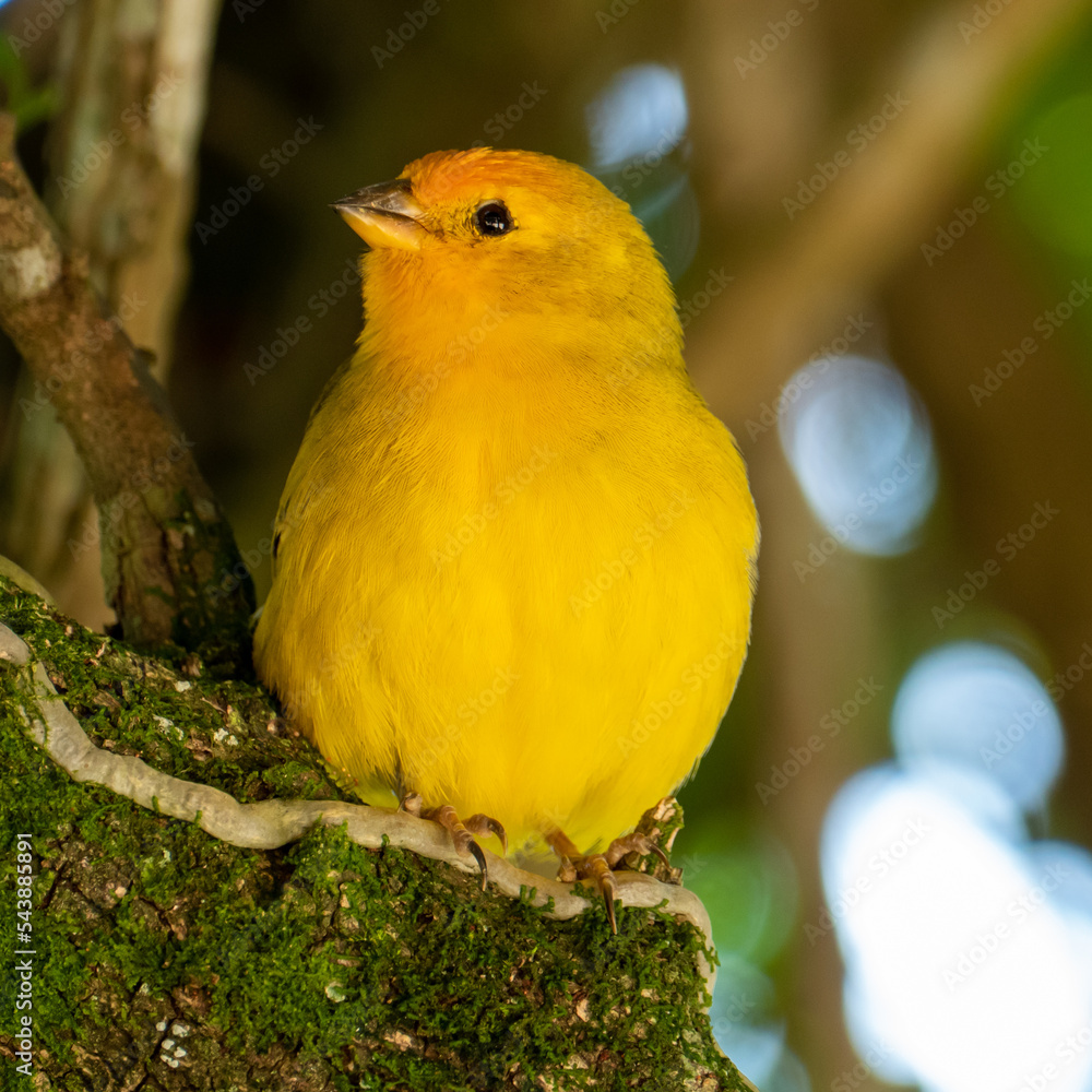 Atlantic Canary, a small Brazilian wild bird. The yellow canary ...