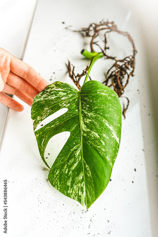 White-green leaf. Monstera Variegata seedling. Tropical plant. Stock ...
