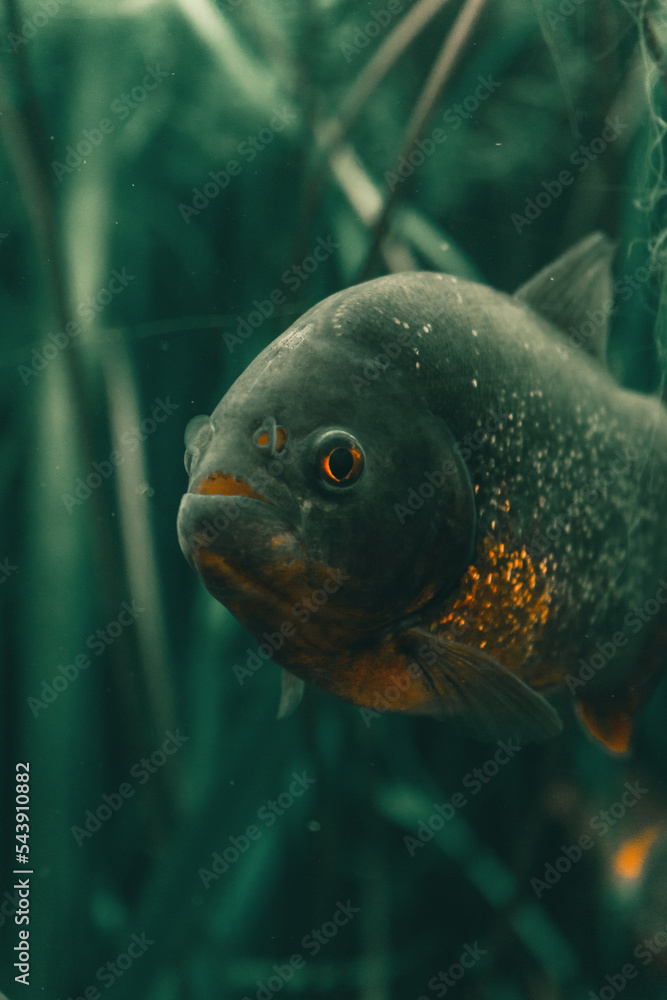 Piranha im Aquarium schwimmen, Piranhas, Piranha, Fisch, Amazonas ...