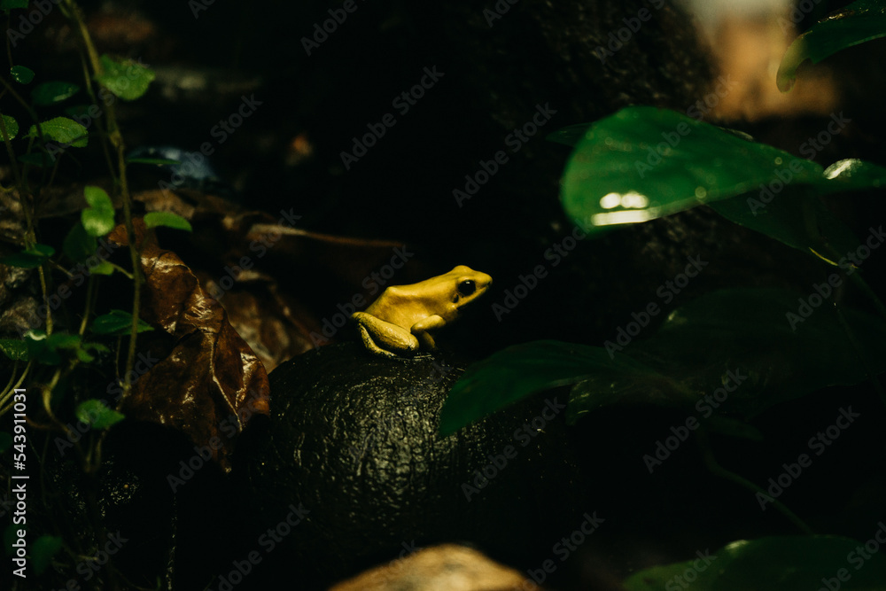 Pfeilgiftfrosch im Dschungel, Giftfrosch, Frosch, Griftpfeil ...