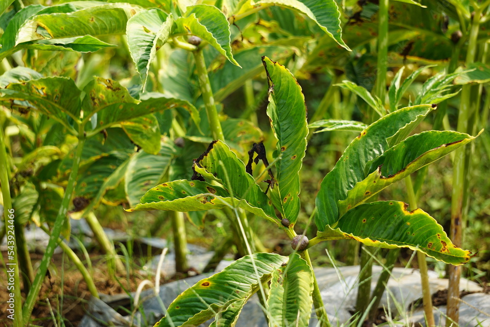 Amorphophallus oncophyllus (Also Amorphophallus, Iles-iles, Porang ...