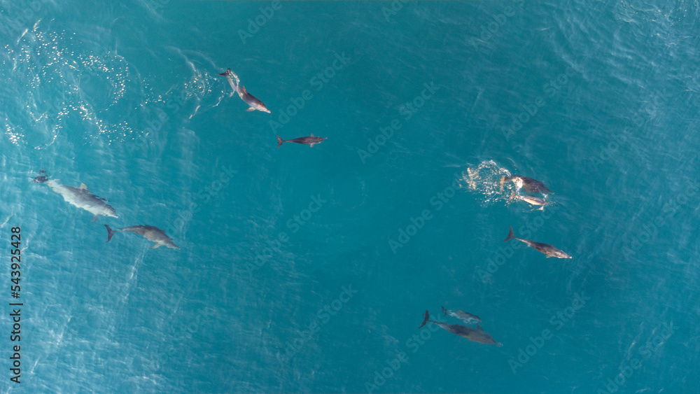 Dolphin drone overhead 2 Stock Photo | Adobe Stock