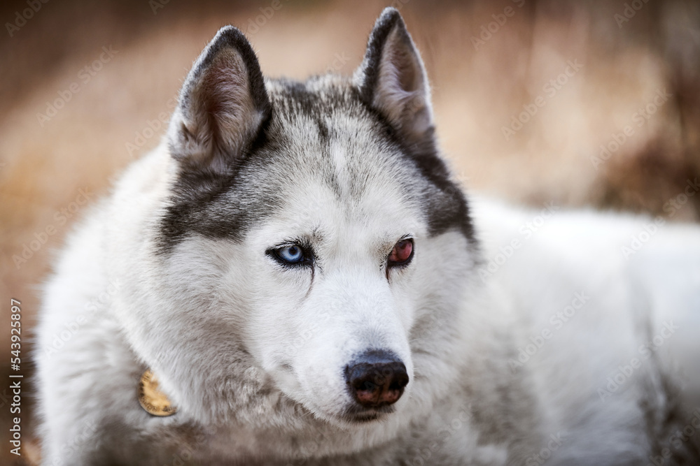 Red Husky With Blue Eyes Wallpaper