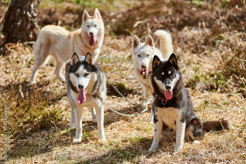 Four Siberian Husky dogs stands on forest grass, full size Husky dogs ...