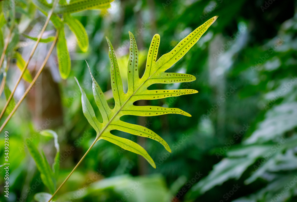 Green fern leaf on blurred natural background of jungles. Sorus is a ...