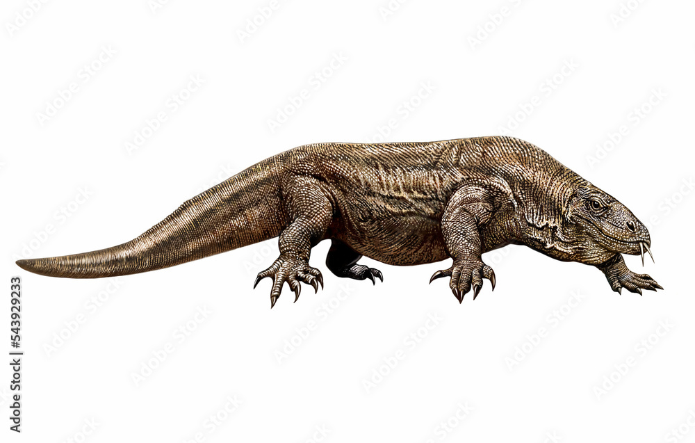 Giant Indonesian monitor lizard, Varanus komodoensis Stock Illustration ...