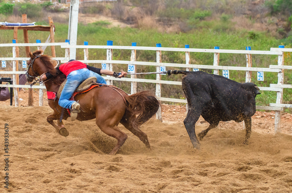 VAQUEJADA, VAQUEIRO DERRUBANDO BOI, VAQUEIRO NORDESTINO, VALEU BOI ...