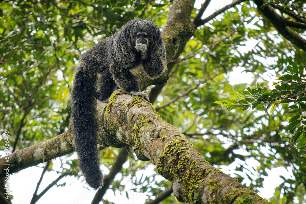 Monk Saki - Pithecia monachus, also Geoffroy's monk saki, type of New World monkey with big ...