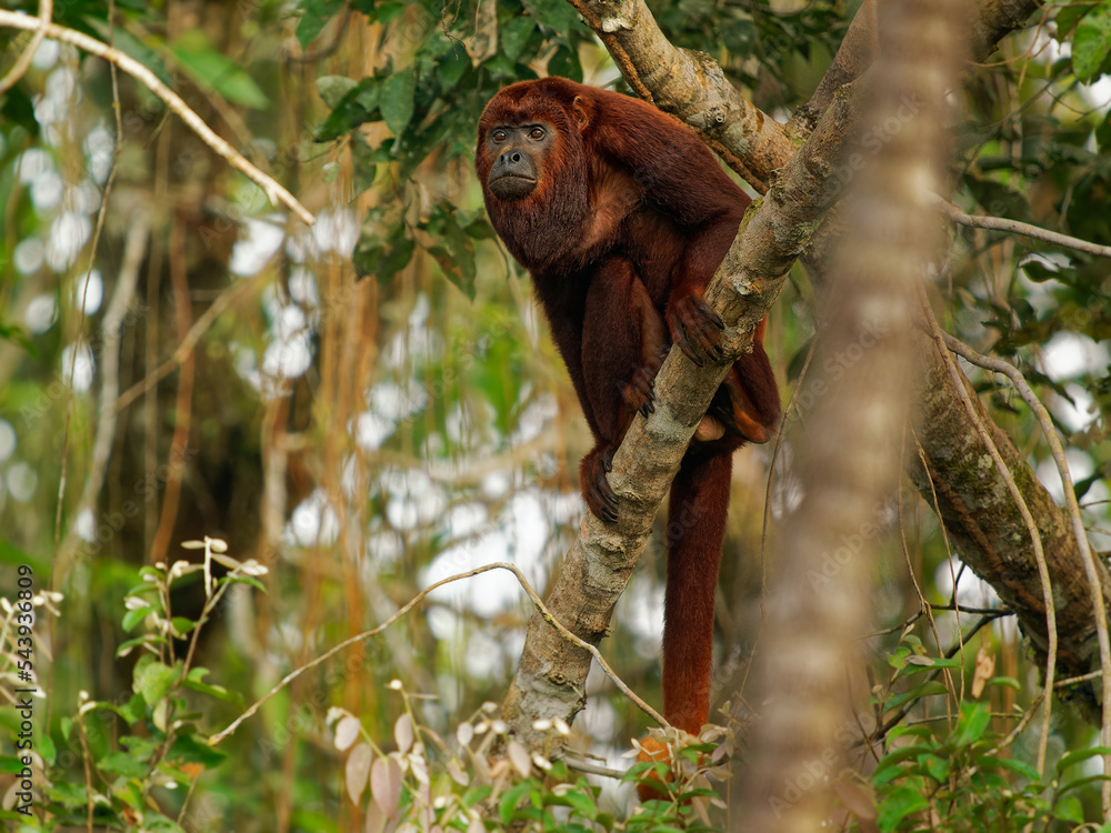 Colombian or Venezuelan red howler - Alouatta seniculus, South American ...