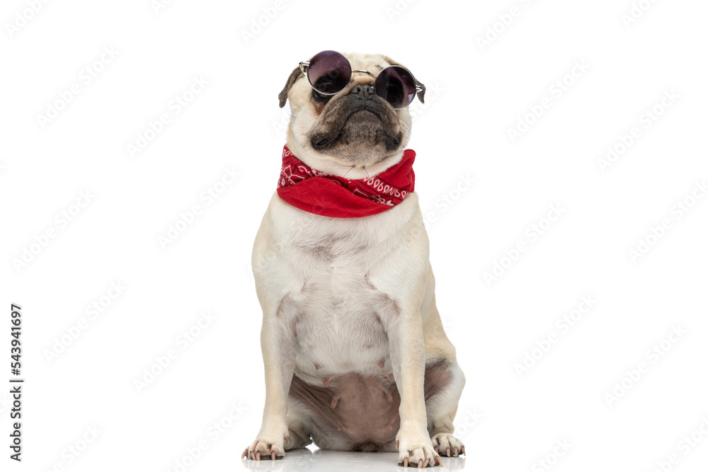 Cool Pug dog looking at the camera Stock Photo | Adobe Stock