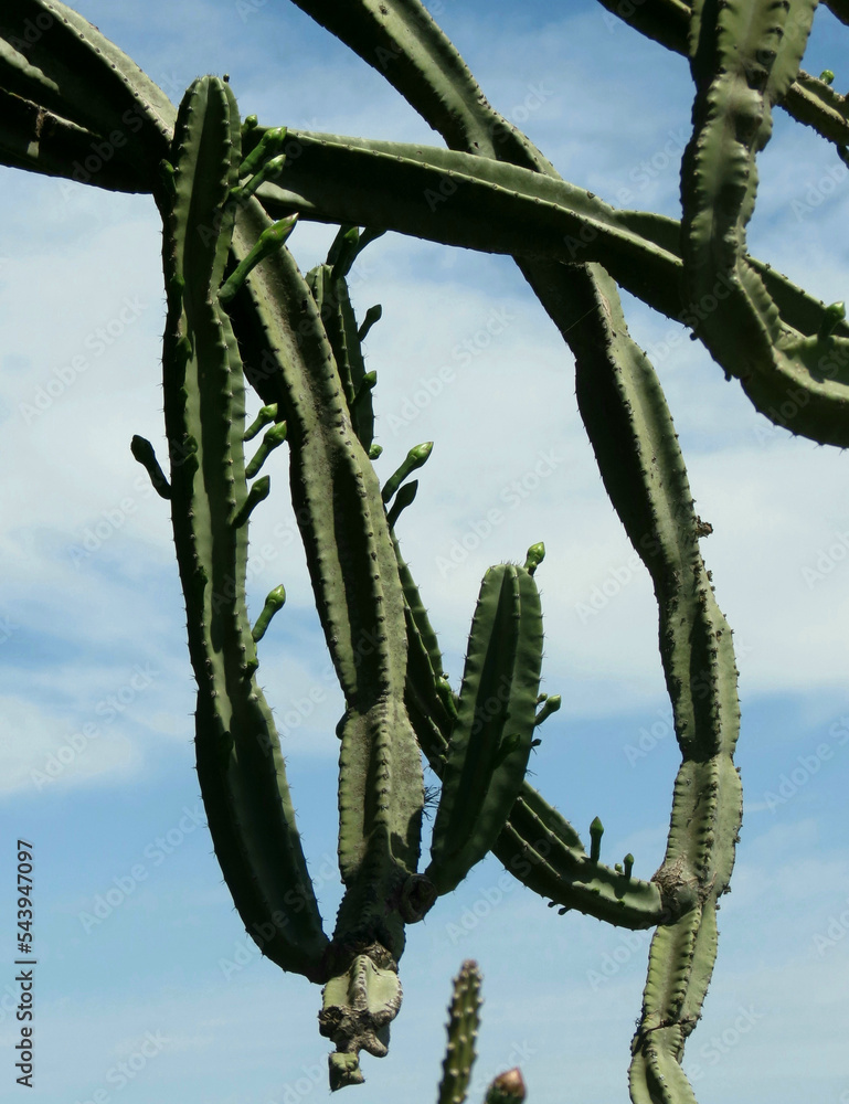 Cereus peruvianus. Stock Photo | Adobe Stock