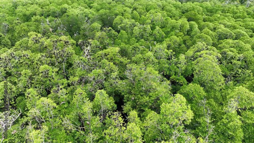 Sunda flying foxes, Acerodon mackloti, fly over the canopy of a remote ...