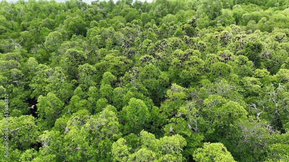 Sunda flying foxes, Acerodon mackloti, fly over the canopy of a remote ...
