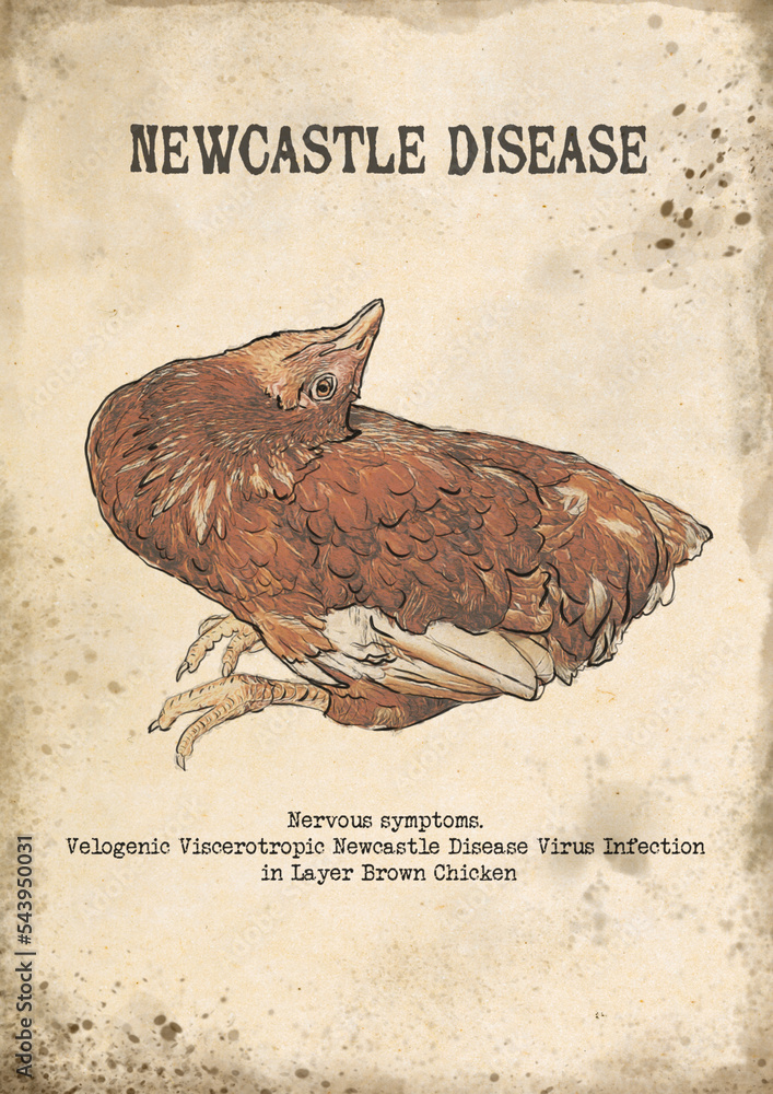 VINTAGE COLOR Illustration, Poultry Diseases Poster, Newcastle Disease ...