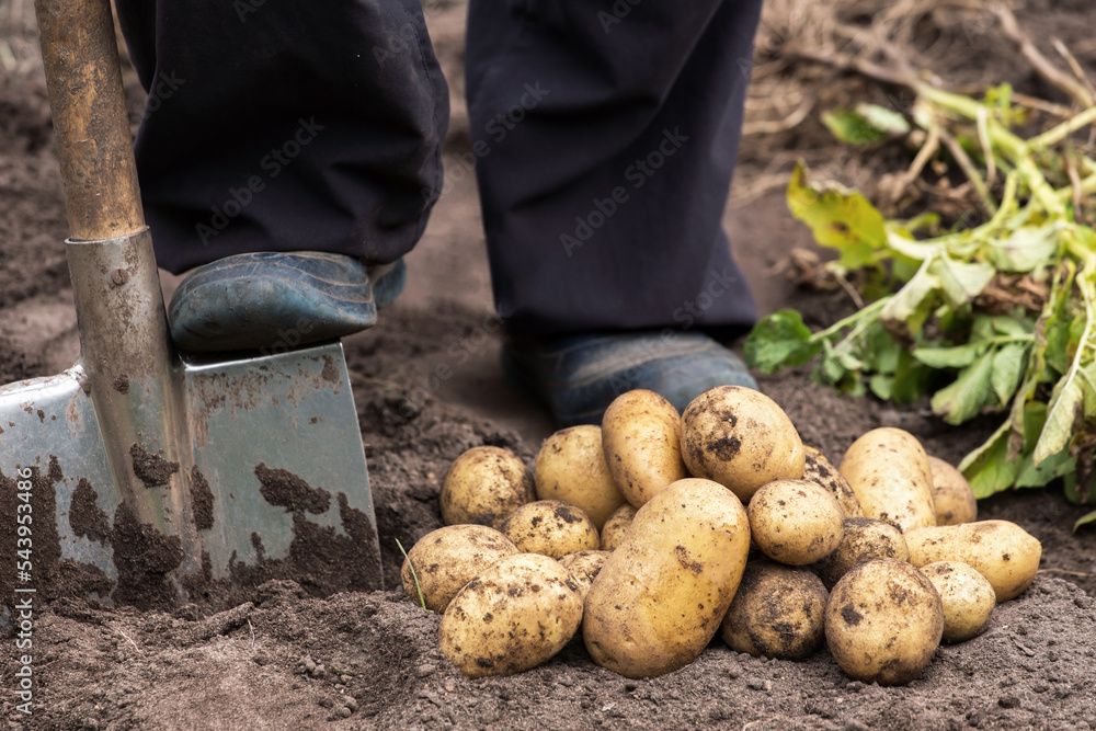 Farmer diggig up organic potato in garden close up. Farming, potatoes ...