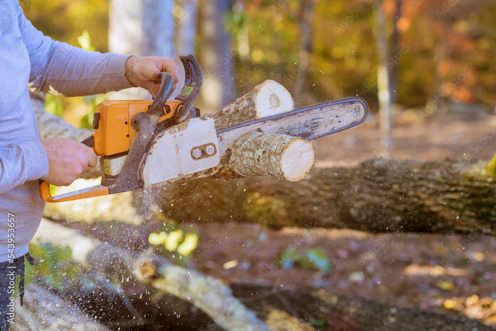 Using chainsaw man cuts trees in forest as he clears land for ...
