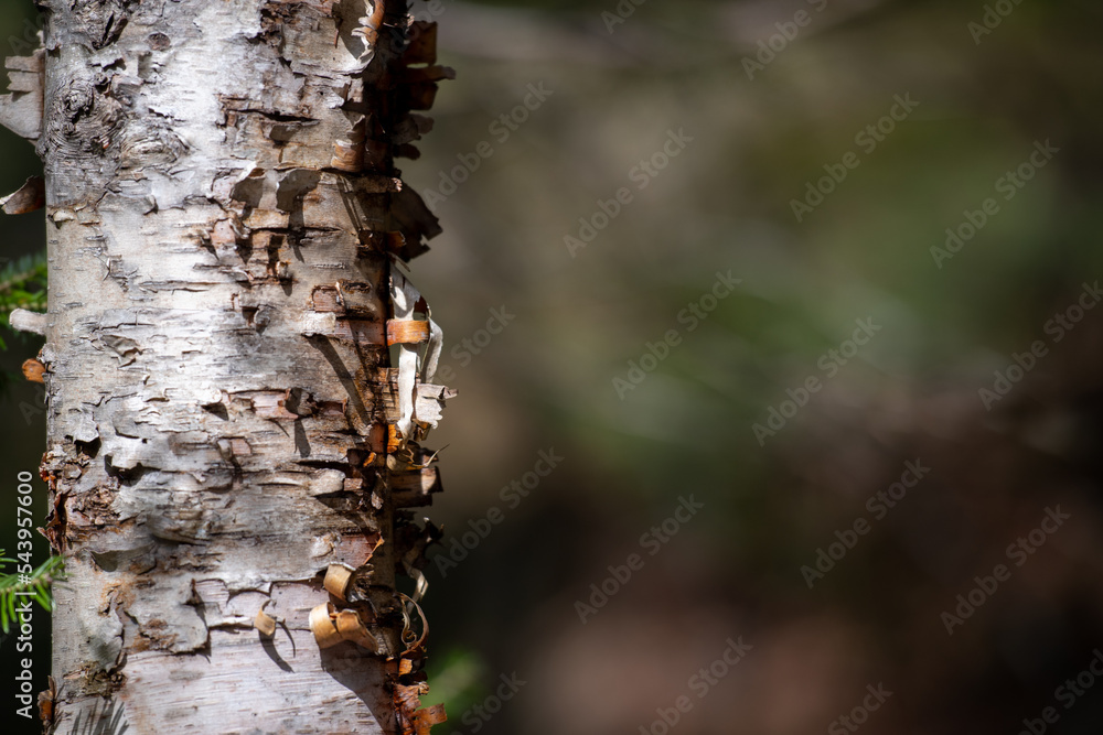 The trunk of a silver birch tree in a thick coniferous forest. The ...