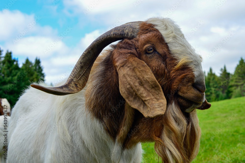 A funny looking expression on a tan colored goat's face. Its head is ...