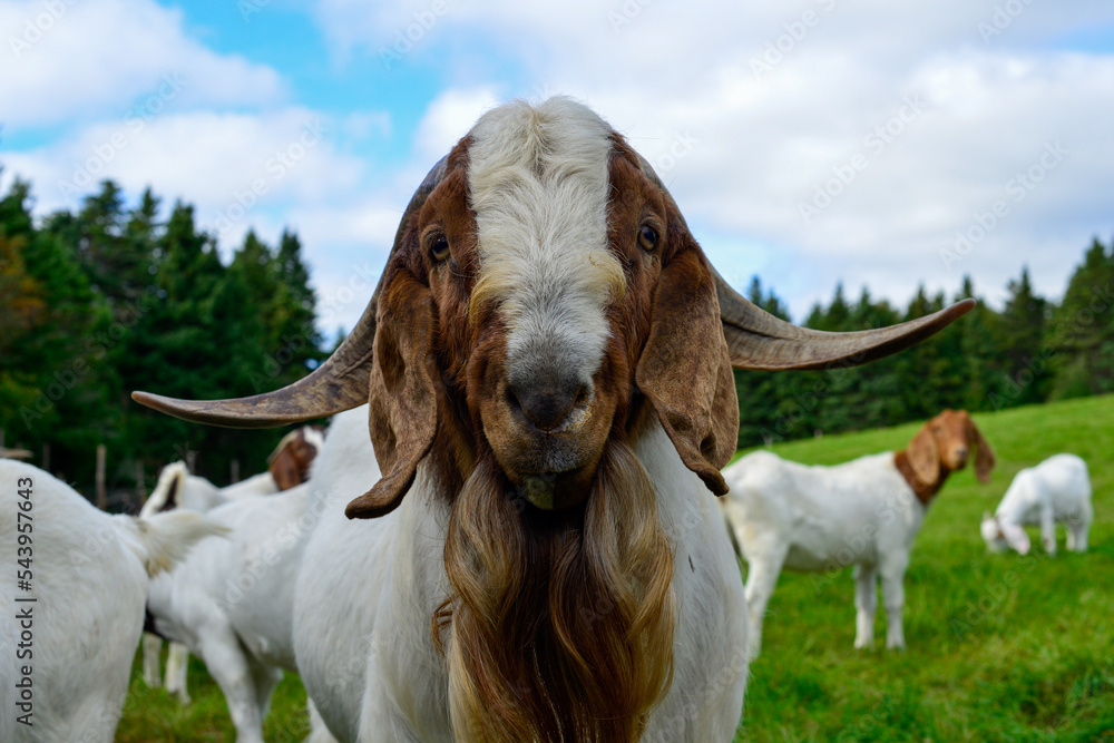 A funny looking expression on a tan colored goat's face. Its head is ...