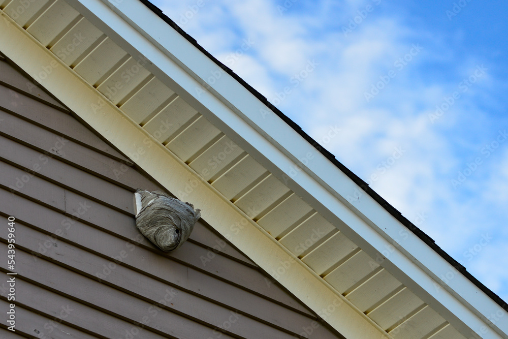 A large wasp hornet nest is affixed to an exterior dryer vent cover on ...