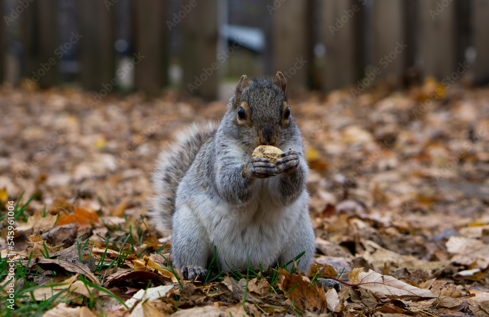 Fat cute squirrel eating nut. Funny squirrel sitting on ground and ...