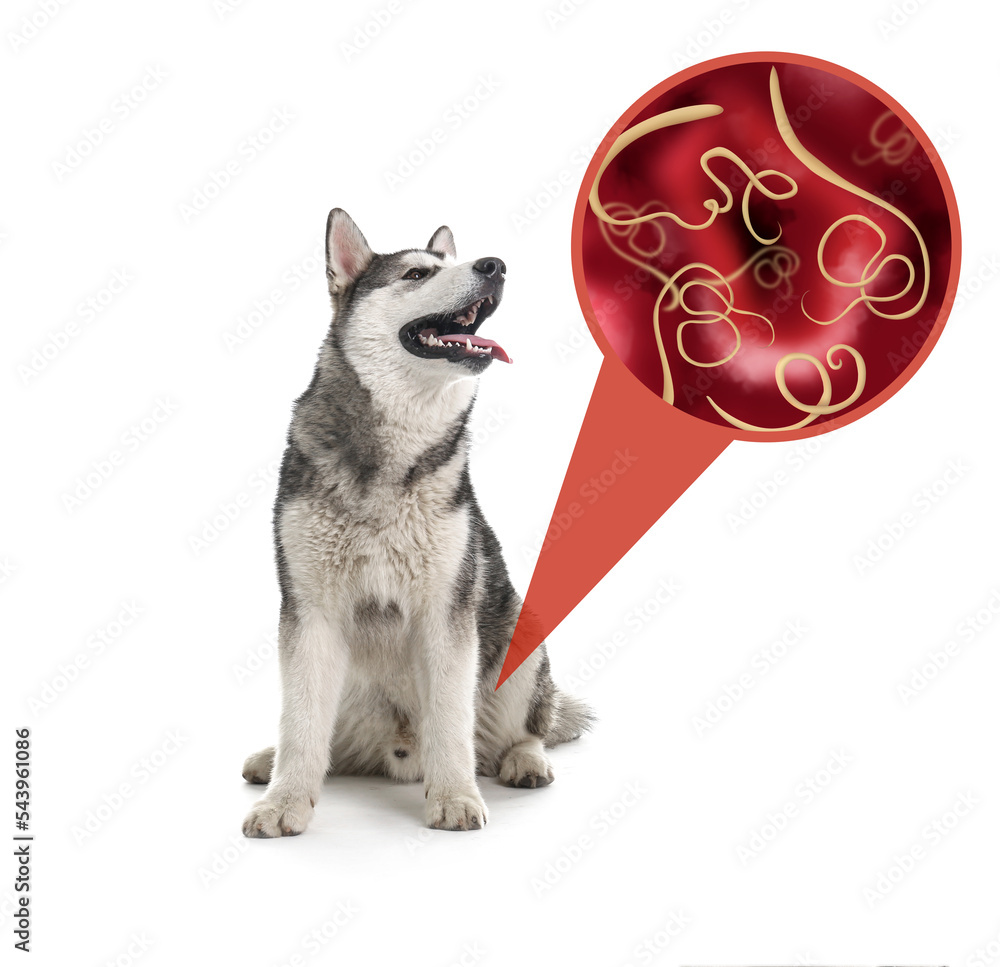 Cute dog and illustration of helminths under microscope on white ...