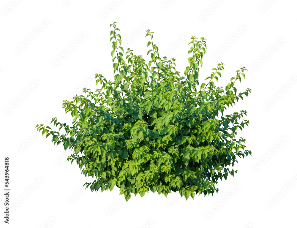 Flower Bush White Background
