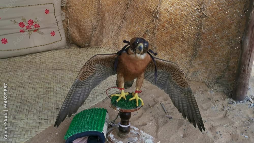Falcon bird, looking around sitting on a stand in Arabic traditional ...