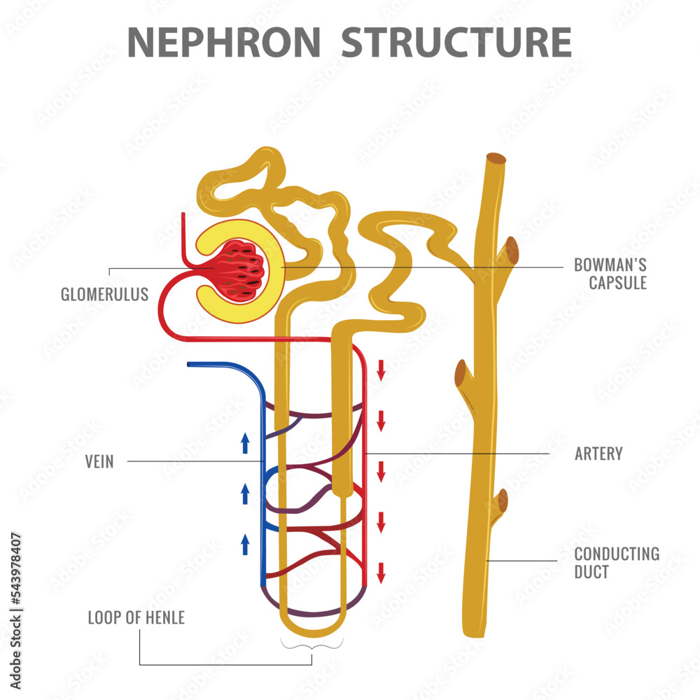 Scientific Designing of Nephron Structure in kidney vector illustration ...