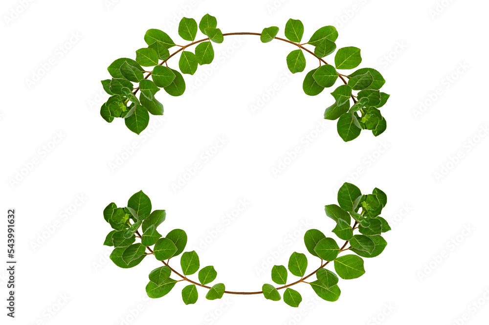 leaf vine circle Isolate on transparent background PNG file Stock Photo ...