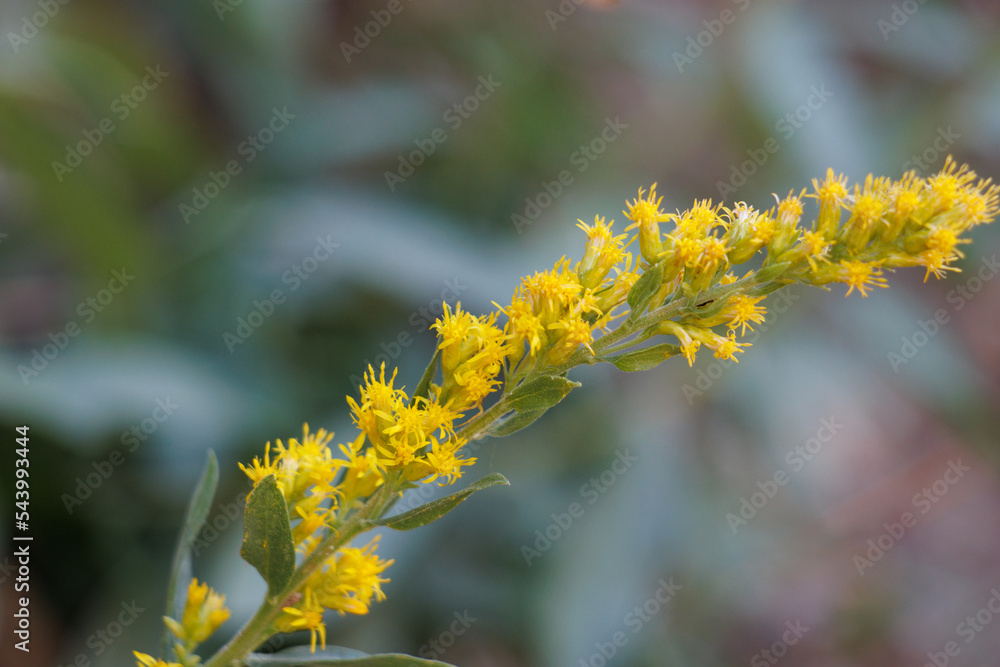 Yellow flowering terminal indeterminate racemose radiate head ...