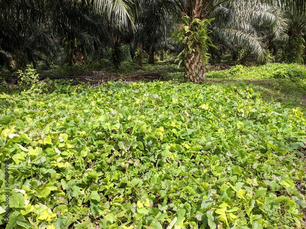 Mucuna bracteata plants grown in oil palm plantations Stock Photo ...