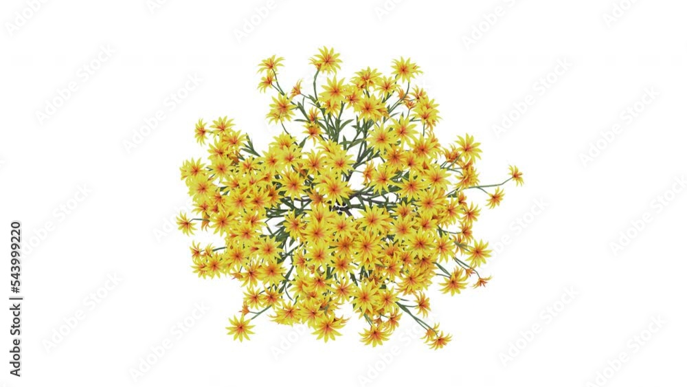Tagetes flower on a white background 3D animation, Flowering shrubs ...