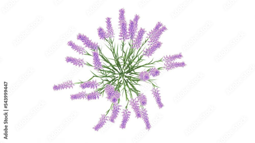 Vidéo Stock Selloana flower on a white background 3D animation ...