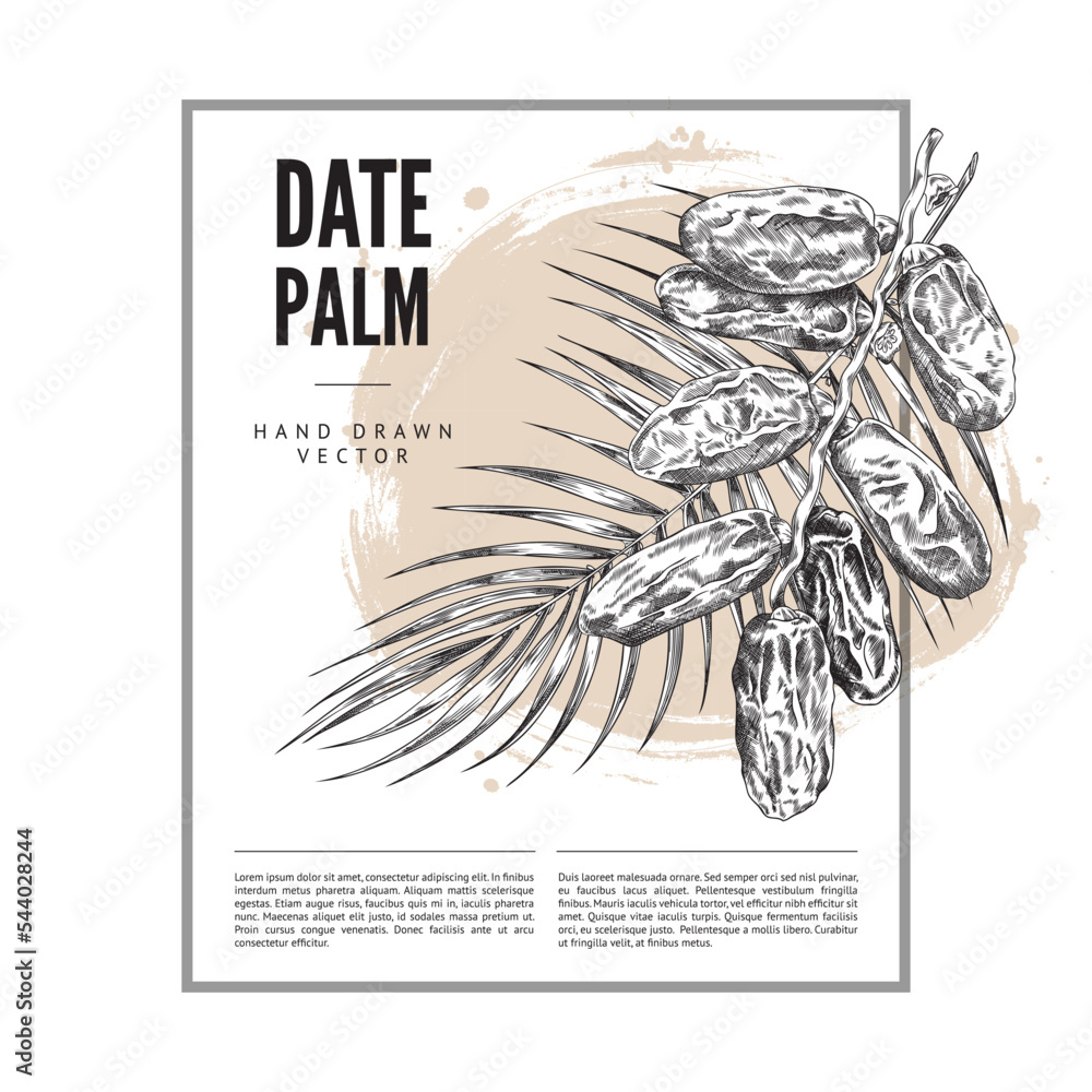 Date palm banner design or food packaging label sketch vector ...