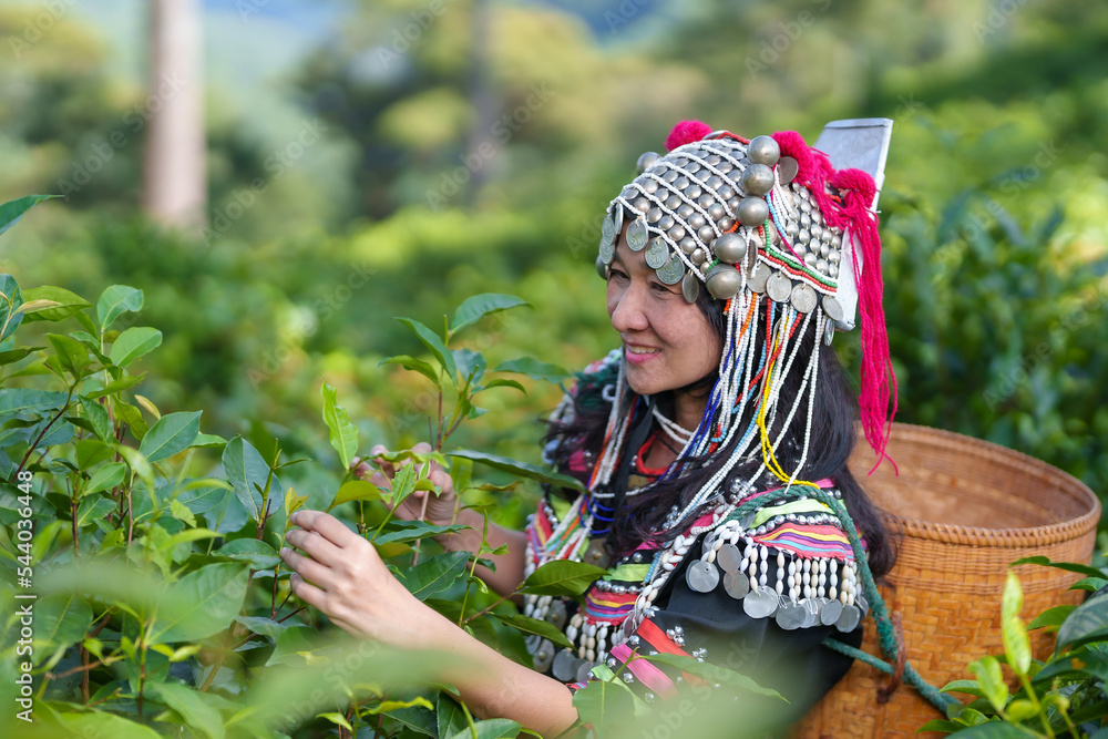 Hill tribe Asian woman in traditional clothes collecting tea leaves with basket in tea ...