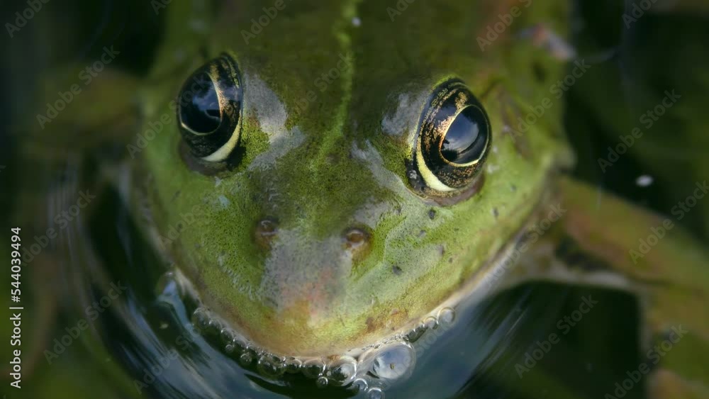 Pool frog (Pelophylax lessonae) on floating aquatic plants, front view ...