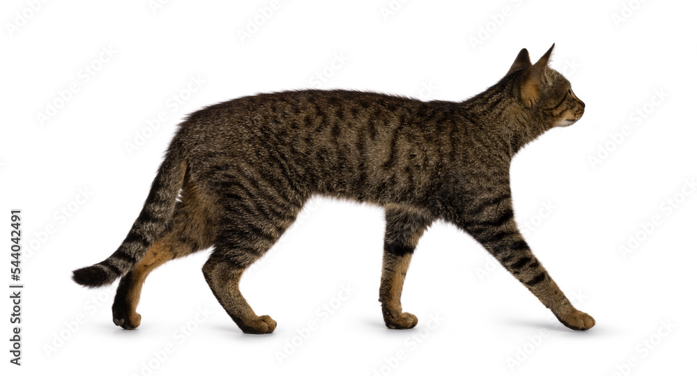 Golden Brown Tabby Cat