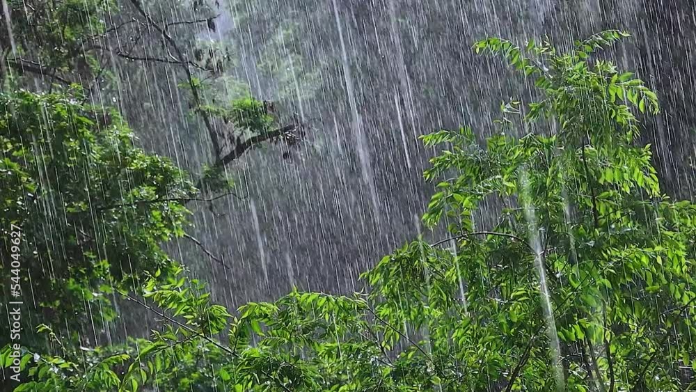 heavy summer sunny rain in the forest, among dense green trees Stock ...