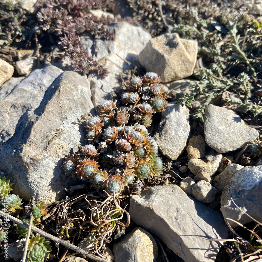 Andrósace is a genus of annual, biennial or perennial herbaceous plants ...