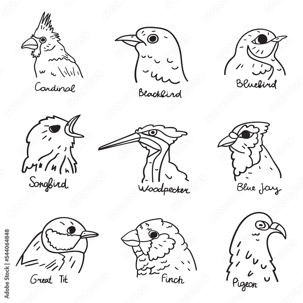 Bird heads. Vector outline illustrations on white background. Stock ...