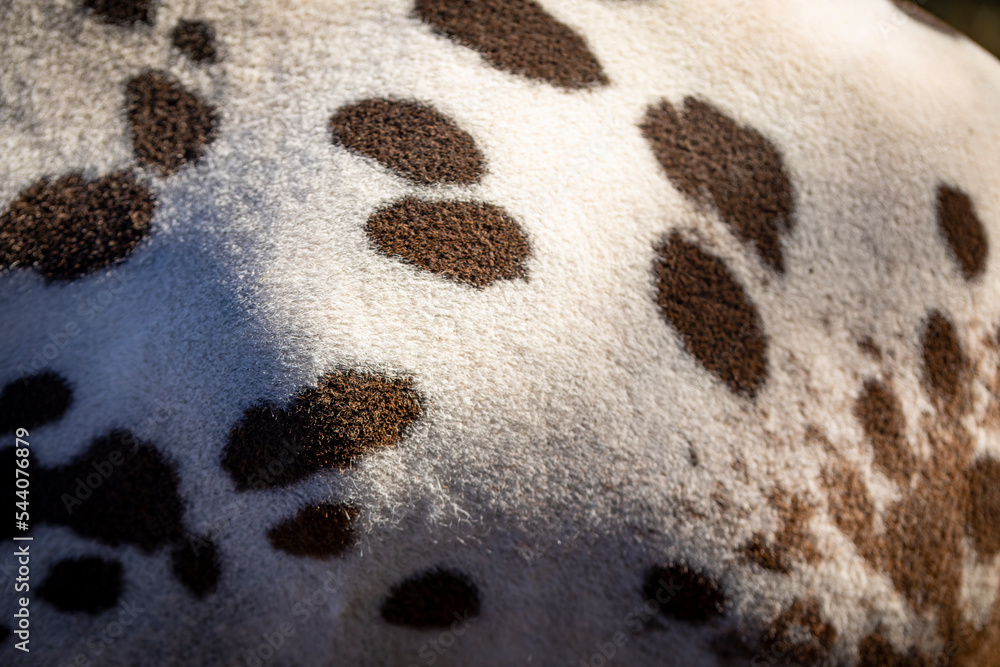 Manchas en el pelaje (piel) de un caballo Stock Photo | Adobe Stock
