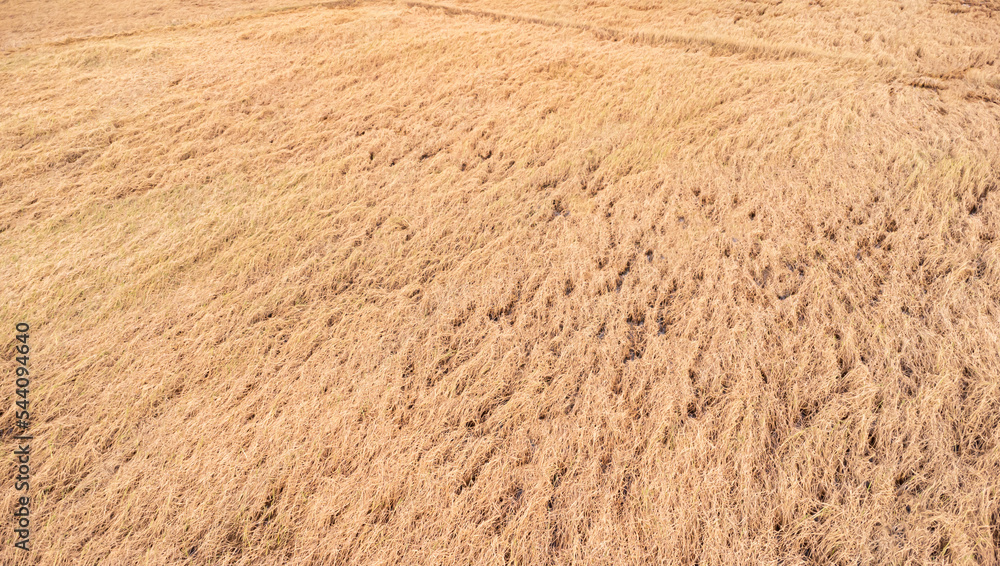 Dying rice fields after flooding, Agriculture was severely damaged by ...