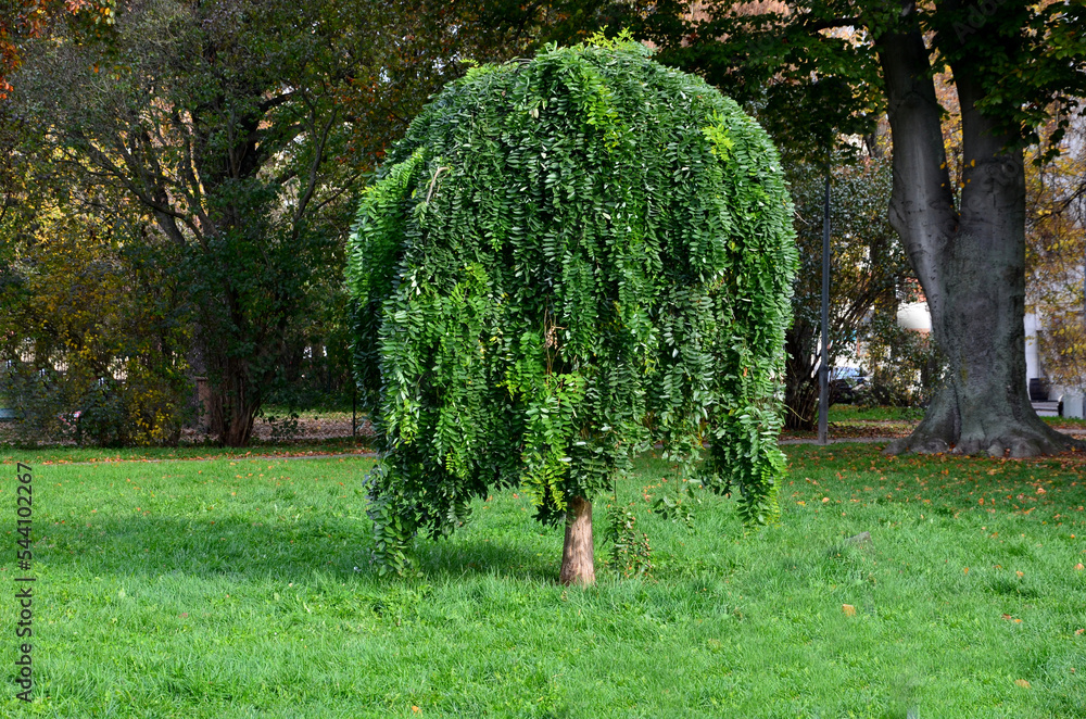 overhanging branches is very popular in Europe. The young, pinnate ...