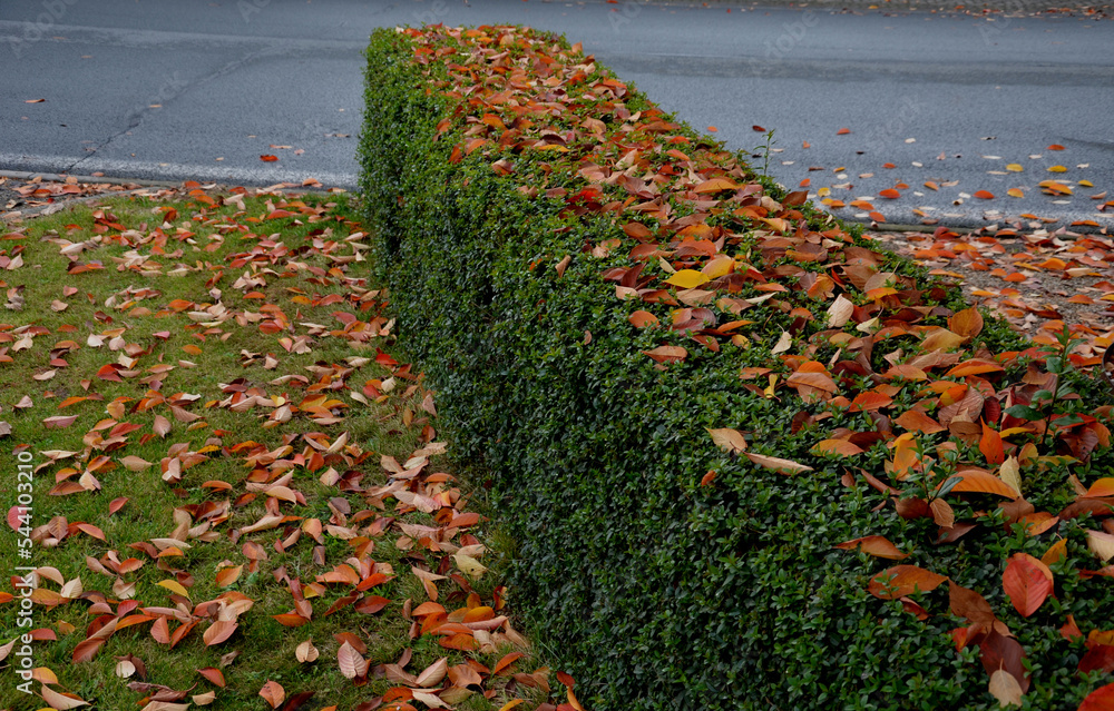 the park there are hedges of evergreen shrubs. benches stand along the ...