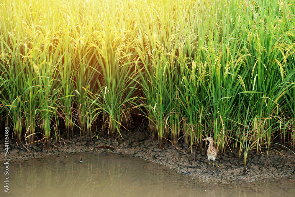 Rice farm, Rice field, Rice paddy in thailand, rice field in Beautiful ...